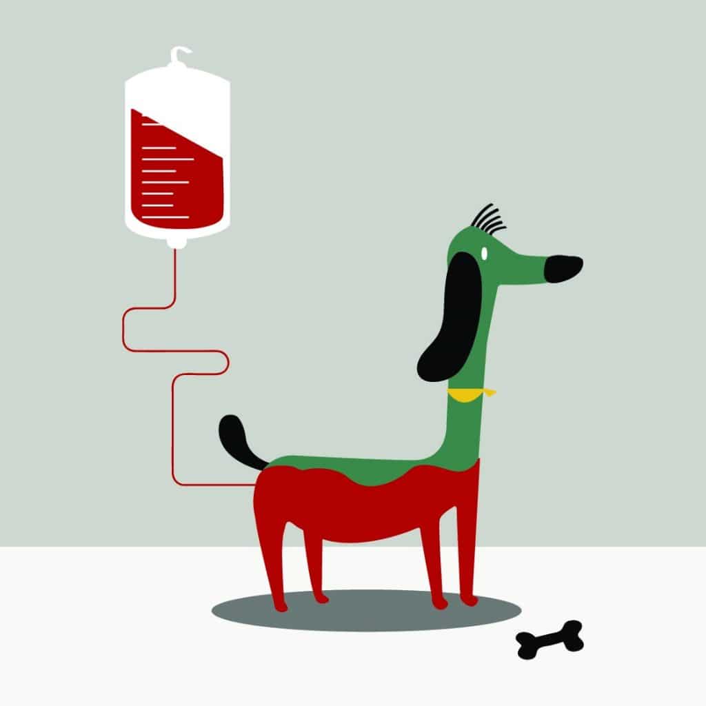 Transfusions Sanguines Chez Le Chien Et Le Chat - Animalsup